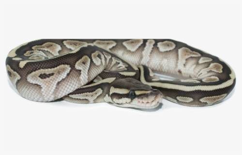 Free Python Clip Art with No Background - ClipartKey