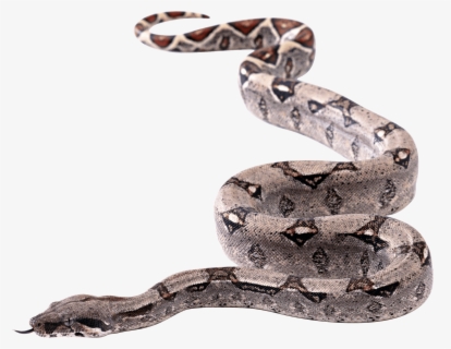 Python Clipart Anaconda - Cartoon Snake Transparent Background , Free ...