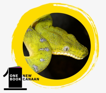 Burmese Python , Free Transparent Clipart - ClipartKey