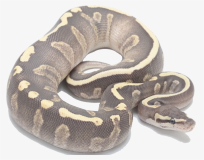 Ball Python Transparent Background , Free Transparent Clipart - ClipartKey