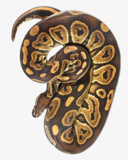 Burmese Python , Free Transparent Clipart - ClipartKey