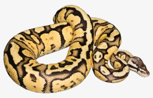 Python Clipart Cute - Cute Ball Python Drawings , Free Transparent ...