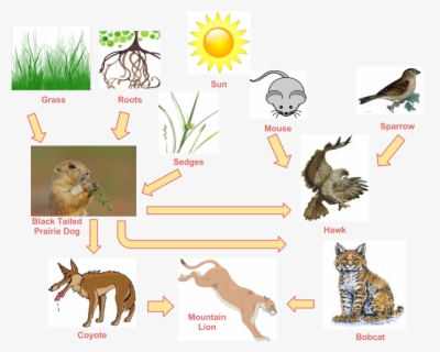 Feeding Habits Black Tailed - Food Web Prairie Dog , Free Transparent ...