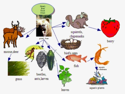 Rock Clipart Abiotic - Alaskan Brown Bear Food Web , Free Transparent ...