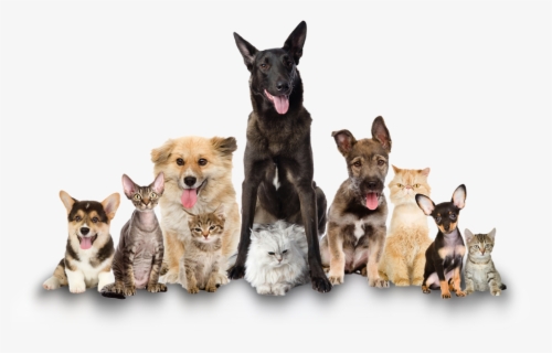 Group Of Cats Dogs Png - Transparent Background Dogs Png , Free ...