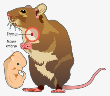 Embryo Transfer , Free Transparent Clipart - ClipartKey