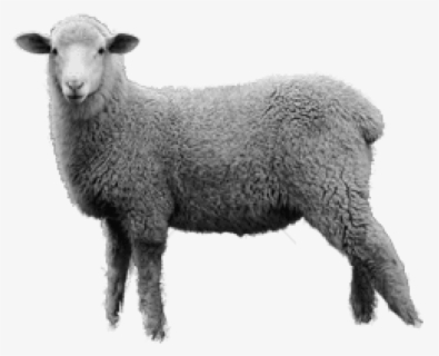 Transparent Sheep Head Png - Sheep , Free Transparent Clipart - ClipartKey