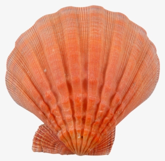 Best Photos Of Cartoon - Orange Seashell Clipart , Free Transparent ...