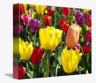 Transparent Field Of Flowers Png - Realistic Sunflower Clip Art , Free ...
