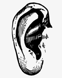 Free Ears Clip Art with No Background - ClipartKey