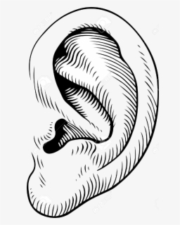 Free Ears Clip Art with No Background - ClipartKey