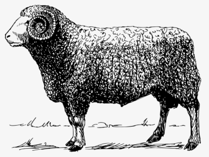 Transparent Ram Animal Png - Sheep Ram , Free Transparent Clipart ...