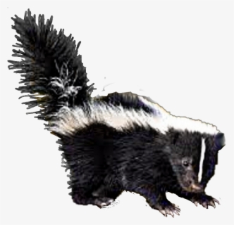 Free Skunk Clip Art with No Background - ClipartKey