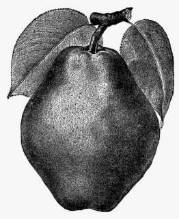 Free Vintage Fruit Art , Free Transparent Clipart - ClipartKey