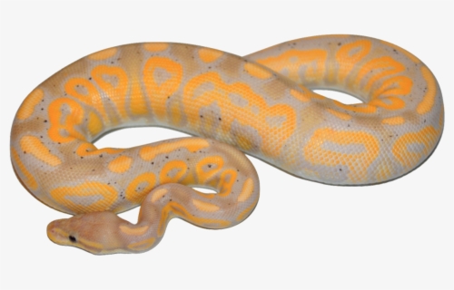 Burmese Python , Free Transparent Clipart - ClipartKey