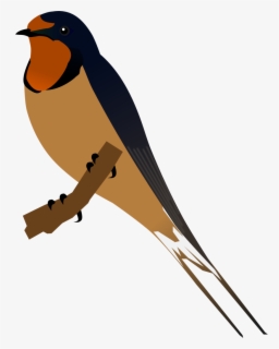Barn Swallow Png Image - Barn Swallow Vector Free , Free Transparent ...
