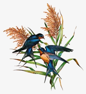 Barn Swallow - Swallow Bird Png Transparent , Free Transparent Clipart ...