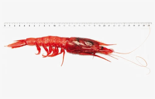 Transparent Krill Clipart - Shrimp Sushi Clip Art , Free Transparent ...