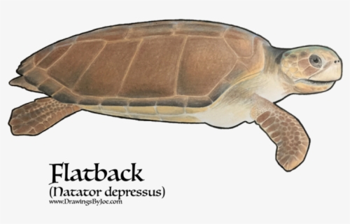 Amphibian Drawing Sea Turtle - Flatback Sea Turtle Drawing , Free ...