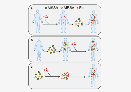 Mrsa Png , Free Transparent Clipart - ClipartKey