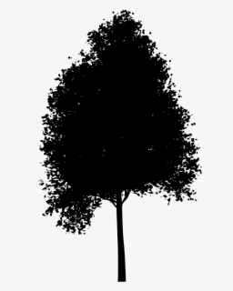 Aspen Tree Transparent Background , Free Transparent Clipart - ClipartKey