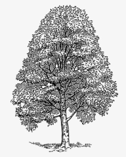 Transparent Beech Tree Clipart - Tree No Back Ground , Free Transparent ...