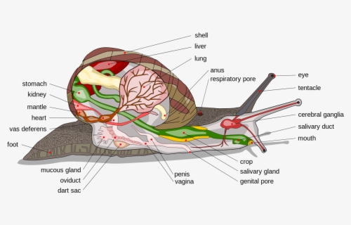 Snail Diagram-en Edit1 - Gastropod Anatomy , Free Transparent Clipart ...