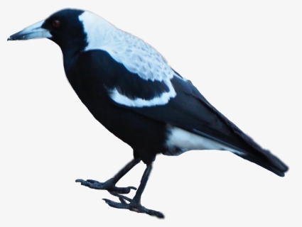 Magpie Clip Art , Free Transparent Clipart - ClipartKey