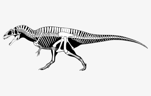 Dinosaur Drawing Skeleton - Acrocanthosaurus Scott Hartman , Free ...
