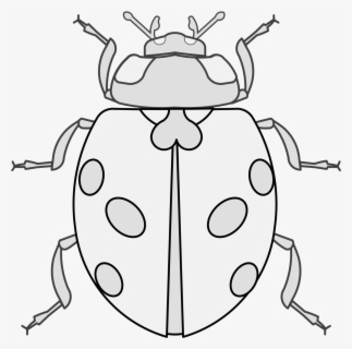 Free Ladybug Black And White Clip Art with No Background - ClipartKey