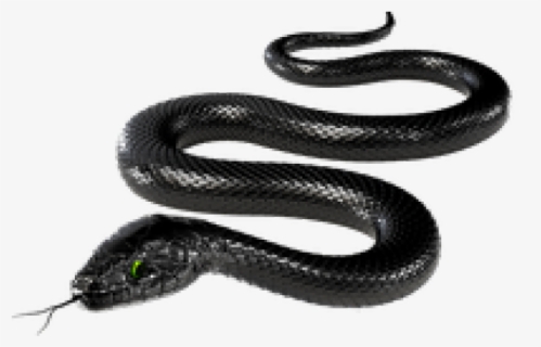 Black Rat Snake Clip Art - Black Rat Snake White Background , Free ...