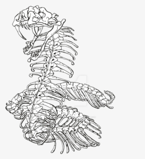 Giant Snake Skeleton Commission - Snake Skeleton Line Drawings , Free ...