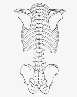 Skeleton Body Icon Png , Free Transparent Clipart - ClipartKey