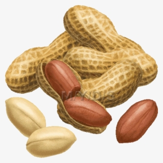 Free Peanuts Clip Art with No Background - ClipartKey