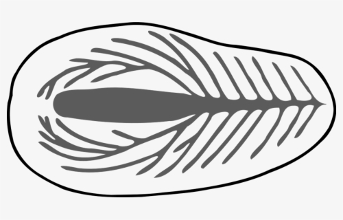 Brainpop Pictures Of Fossils , Free Transparent Clipart - ClipartKey