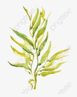 Kelp Drawing Algae - Algae Transparent , Free Transparent Clipart ...