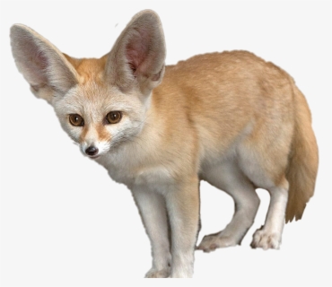 Fennec Fox Png Free Download - Fennec Fox Transparent Background , Free ...