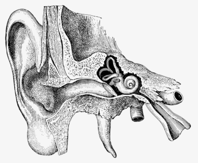Human Ear Png Image - Ear Transparent Background , Free Transparent ...
