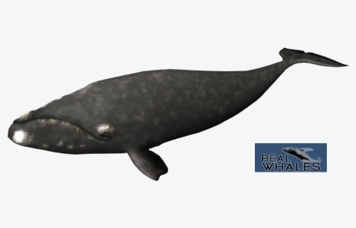 Southern Right Whale Whale Watching Silhouette - Right Whale Silhouette ...