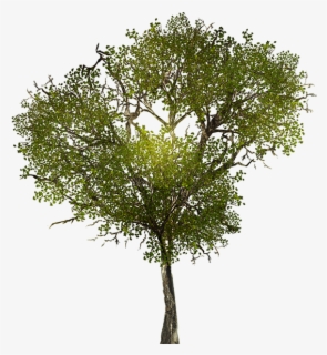 Transparent Tree Branches Png - Tree Png Texture , Free Transparent ...