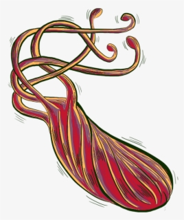 Helicobacter Pylori Png , Free Transparent Clipart - ClipartKey