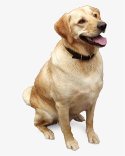 Png Animal Entourage , Free Transparent Clipart - ClipartKey