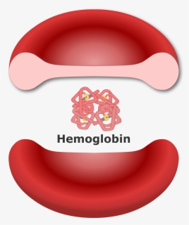 Clip Art Transport Of Oxygen In - Hemoglobin Animation Png , Free ...
