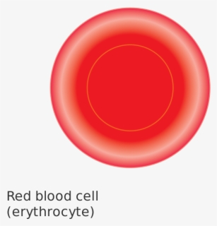 File Diagram Of A - Diagram Of Red Blood Cell And White Blood Cell ...