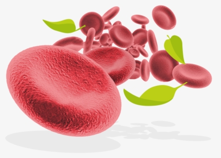 Red Blood Cells Png Clipart , Png Download - Red Blood Cells Clipart ...