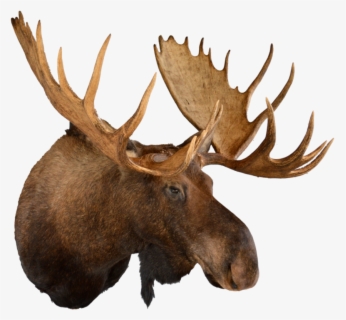 Moosehead Breweries Logo Vector , Free Transparent Clipart - ClipartKey