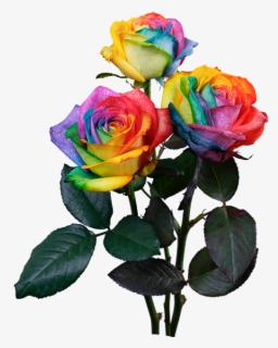 Transparent Rainbow Rose Png - Galaxy Rainbow Rose , Free Transparent ...