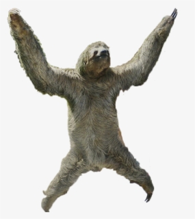 Free Sloth Clip Art with No Background - ClipartKey