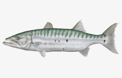 Jpg Black And White Stock Great - Barracuda Fish Side View , Free ...