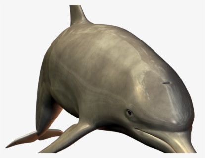 Dolphin Flash Card , Free Transparent Clipart - ClipartKey